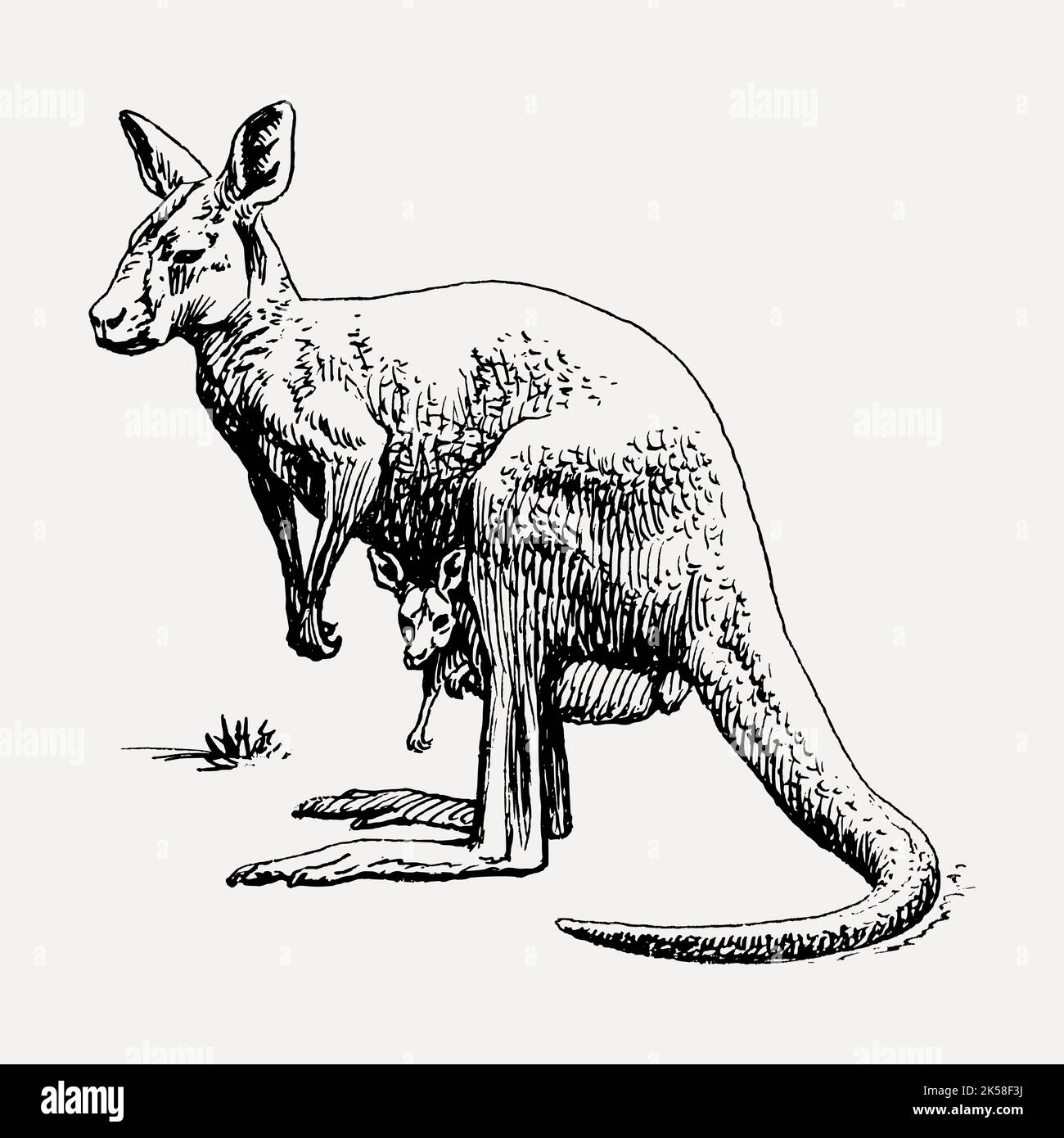 Kangaroo hand drawn clipart, animal illustration vector Stock Vector ...