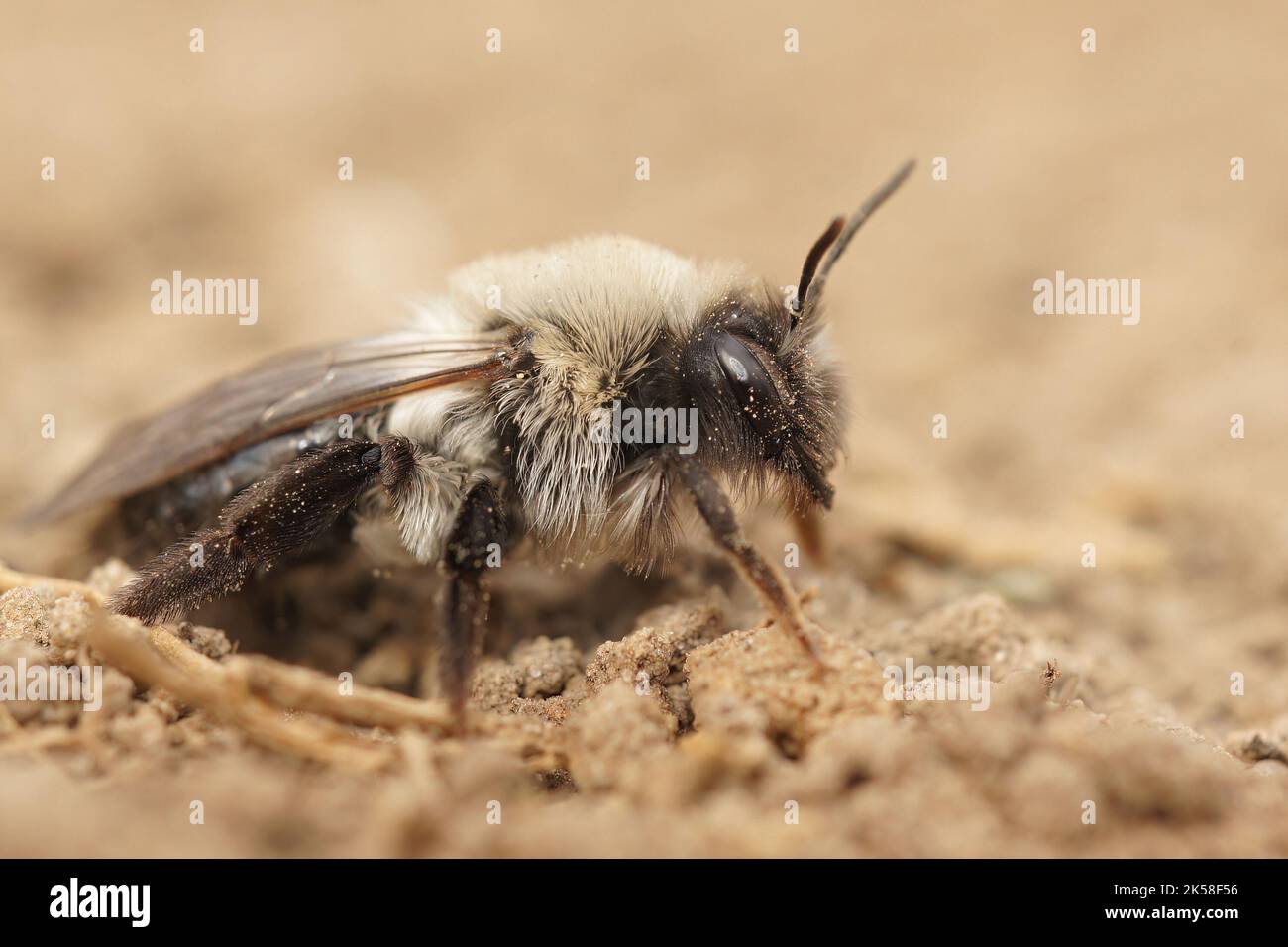 Detailed closeup on a fluffy female, Grey-backed mining bee, Andrena ...
