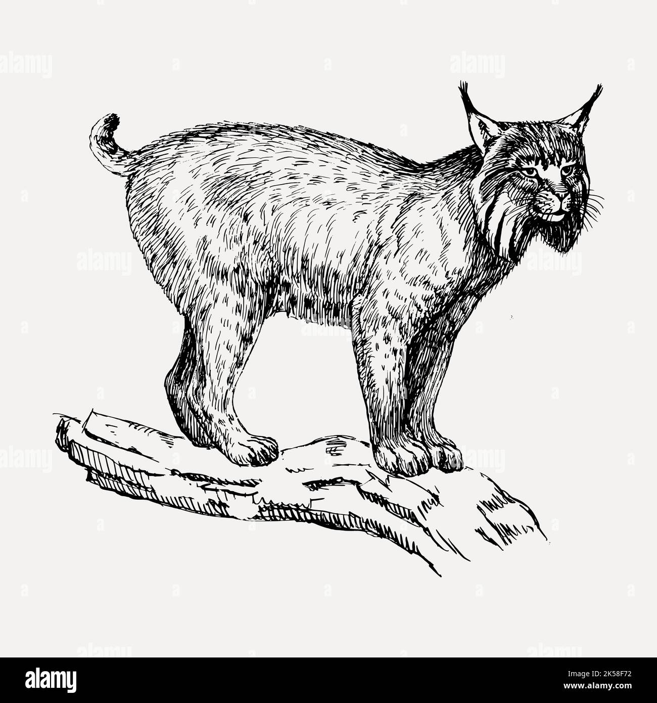 Lynx hand drawn clipart, animal illustration vector Stock Vector Image ...
