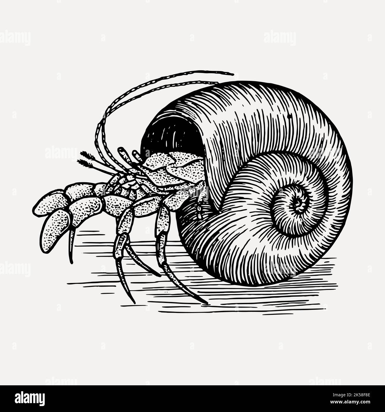 Hermit crab hand drawn clipart, sea animal illustration vector Stock Vector Image & Art - Alamy