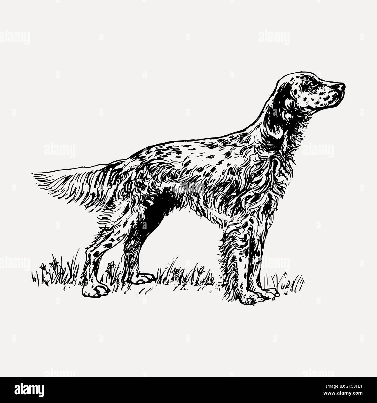 English setter dog hand drawn clipart hi-res stock photography and ...