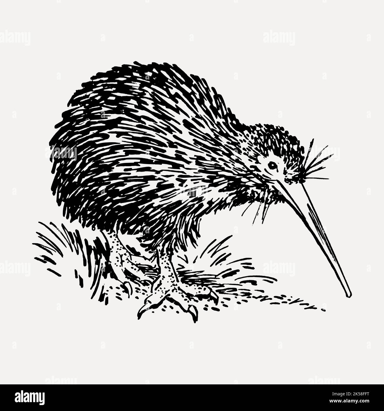 Kiwi Bird Clipart