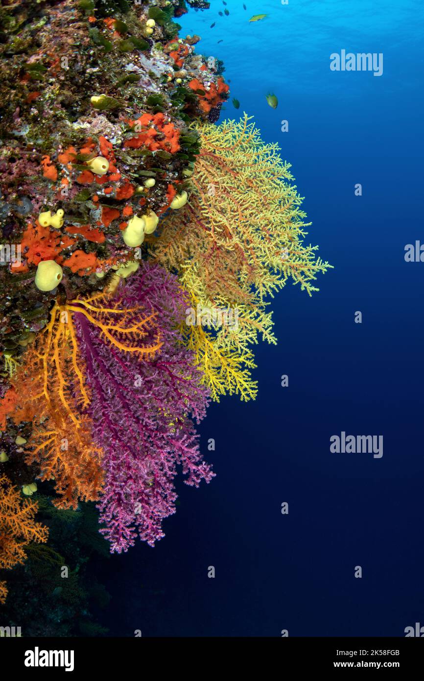 Fiji fish coral hi-res stock photography and images - Alamy