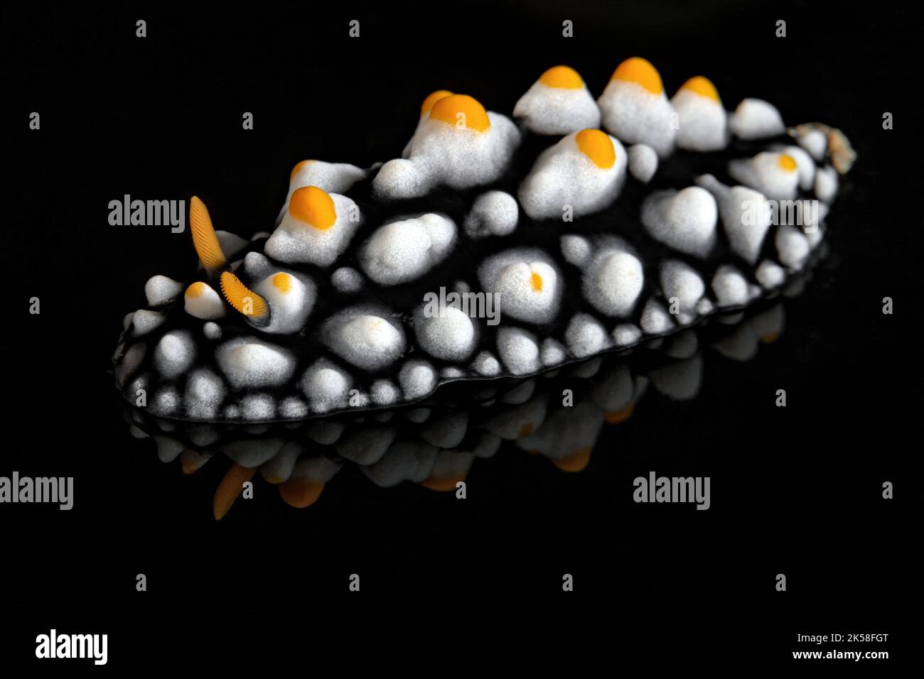 Nudibranch phyllidia varicosa hi-res stock photography and images - Alamy