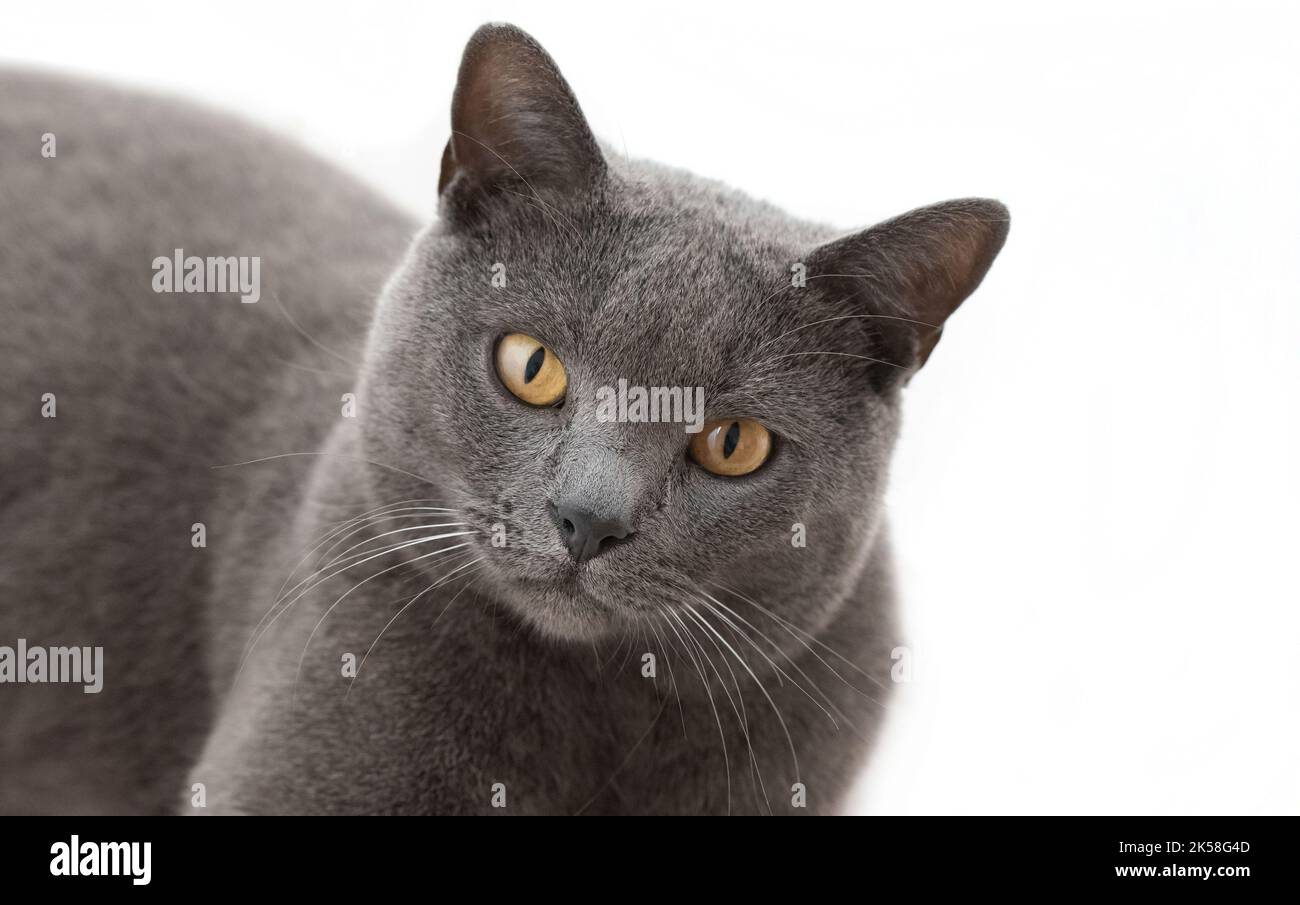 Portait of adult Chartreux cat isolated on white background Stock Photo ...