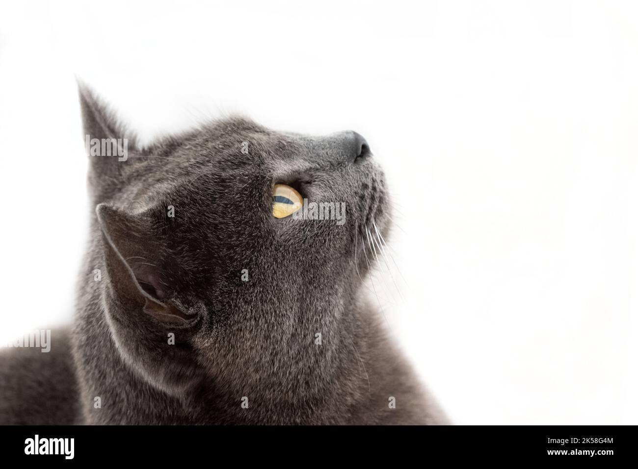Chartreux cat looking up, isolated on white background Stock Photo - Alamy