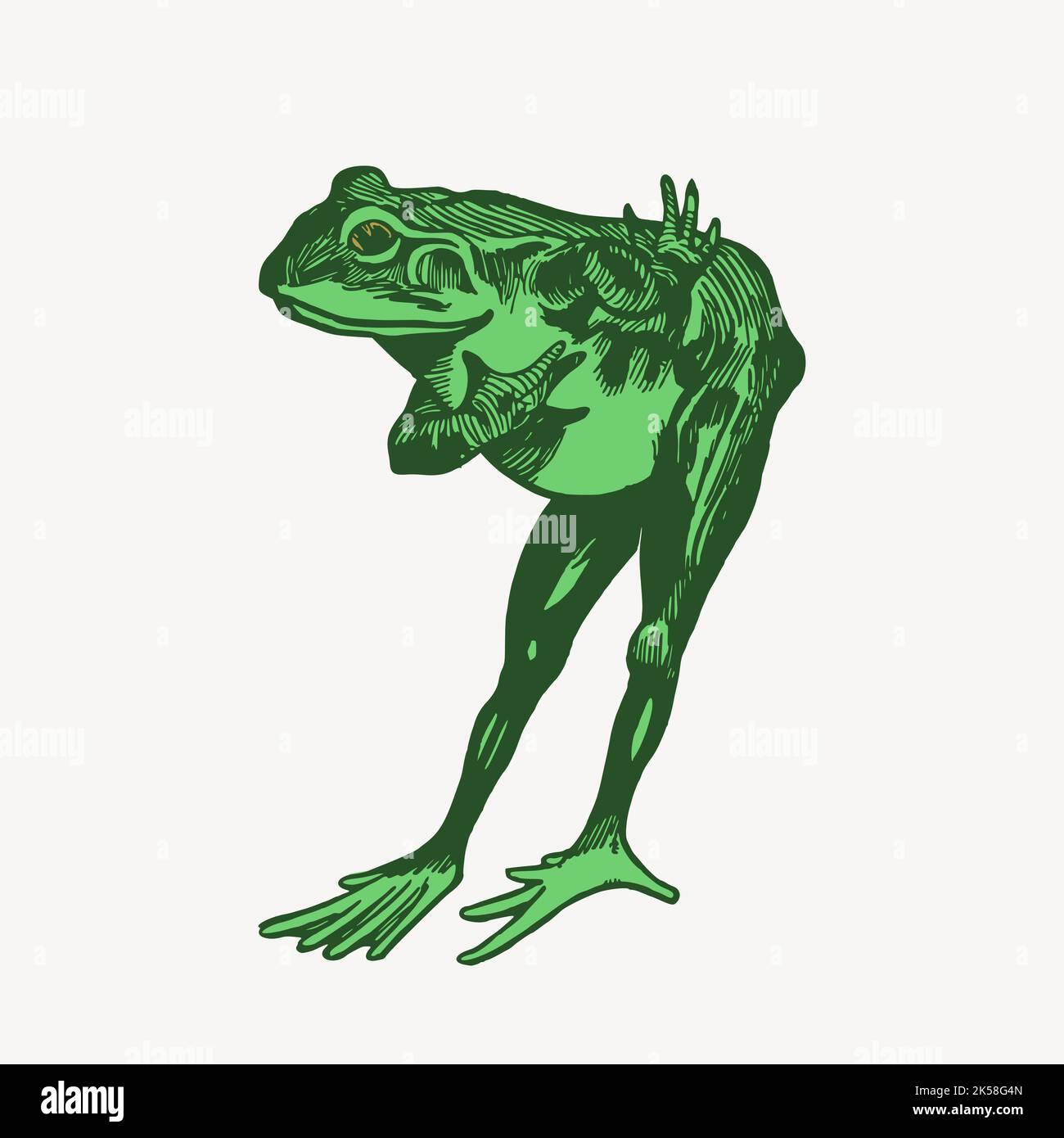 Green Tree Frog Clipart
