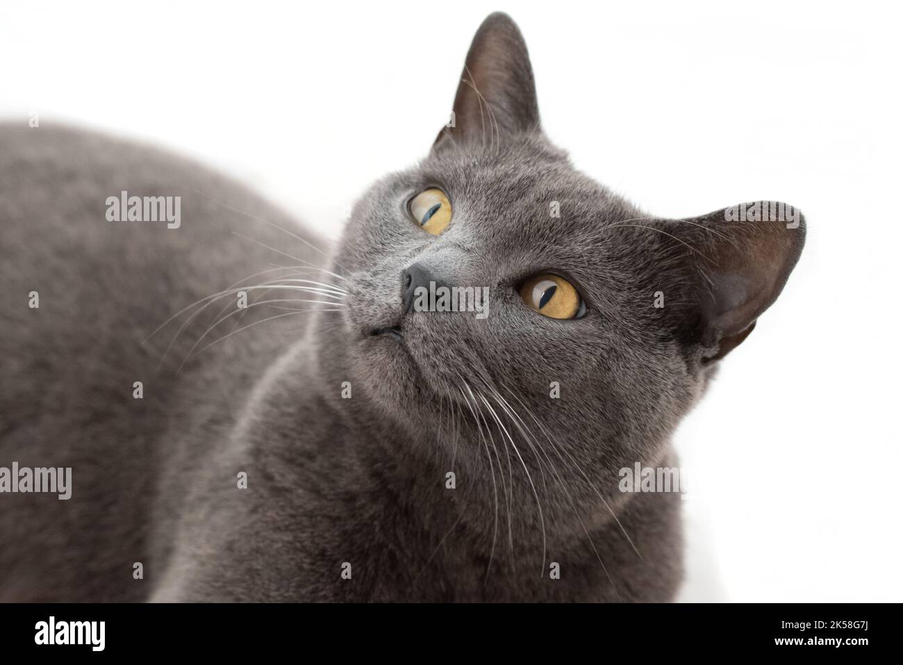 Chartreux cat portrait isolated on white background Stock Photo - Alamy