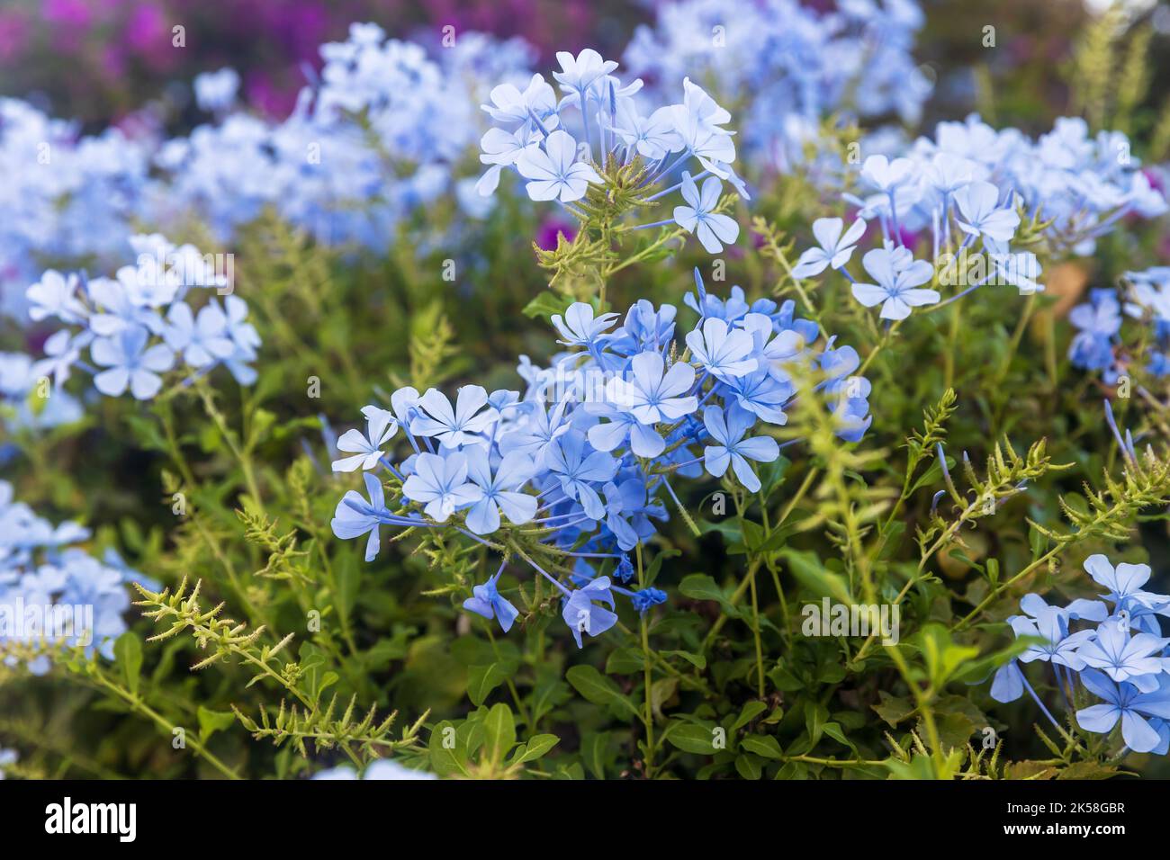 Plumbago auriculata Lam. , widely known as Plumbago Capensis. flowering ...