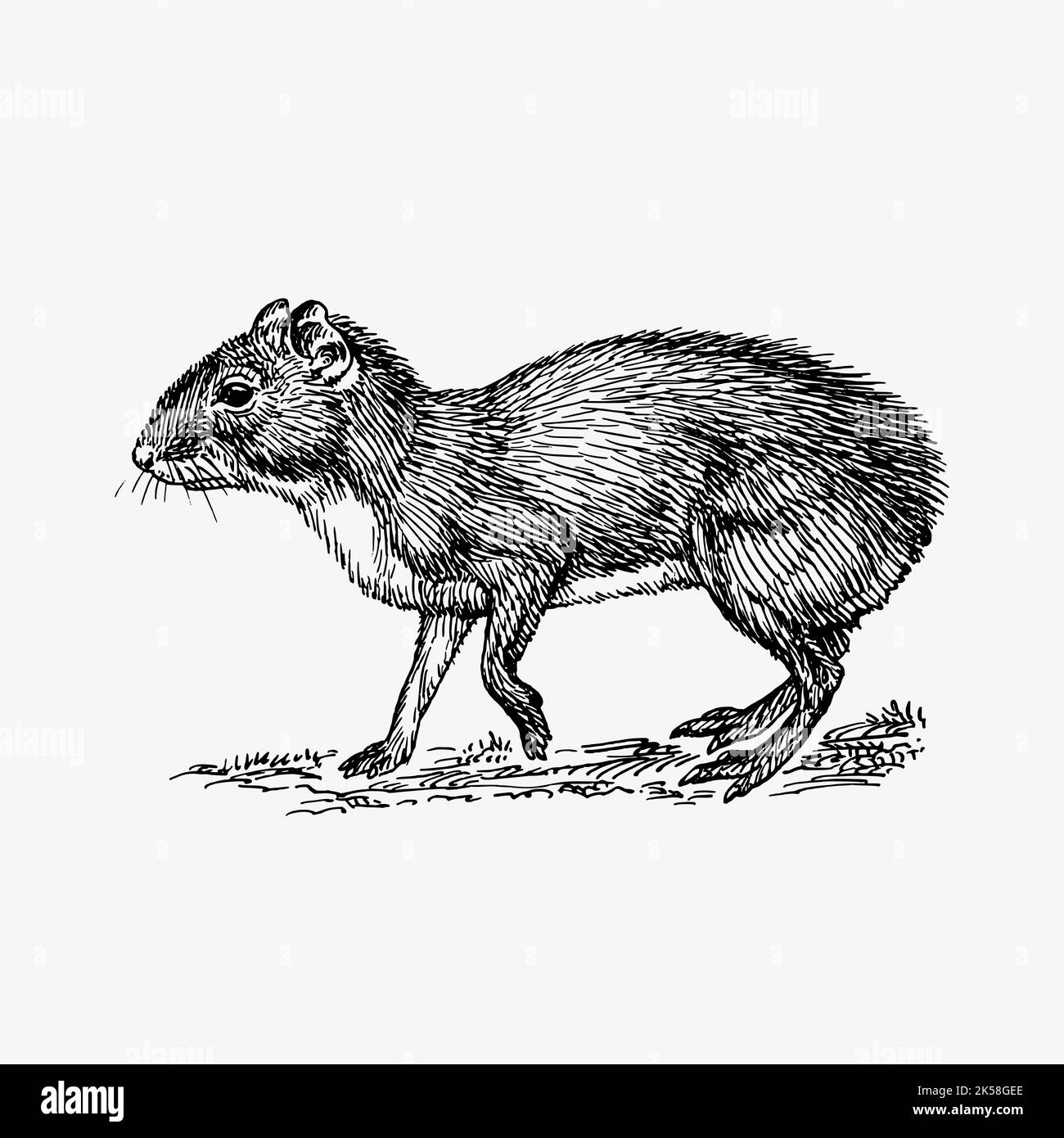 Agouti clipart, vintage animal illustration vector Stock Vector Image ...