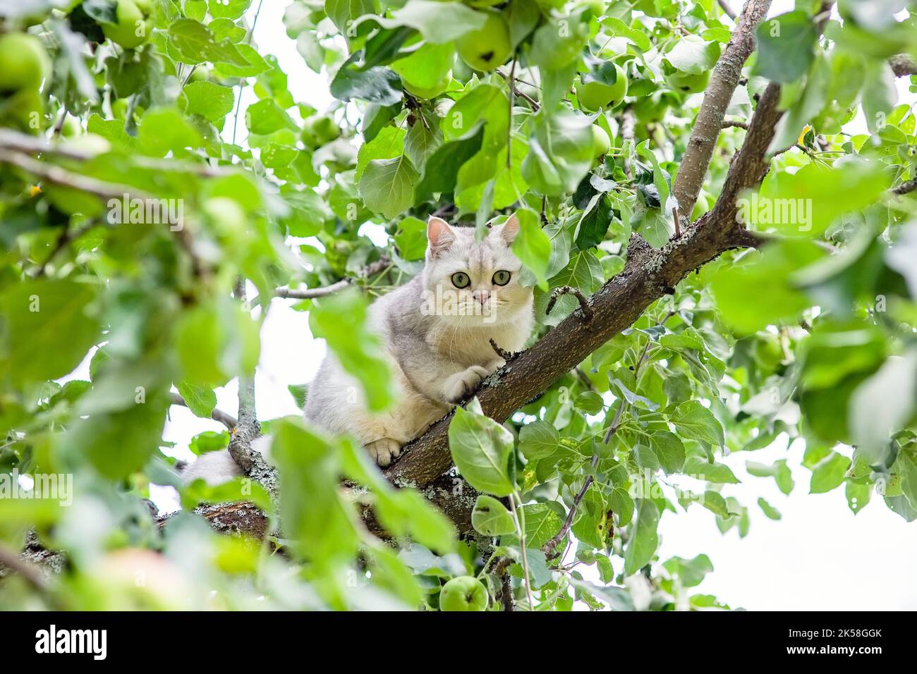 A cute white cat looks out among the leaves of an apple tree in the ...