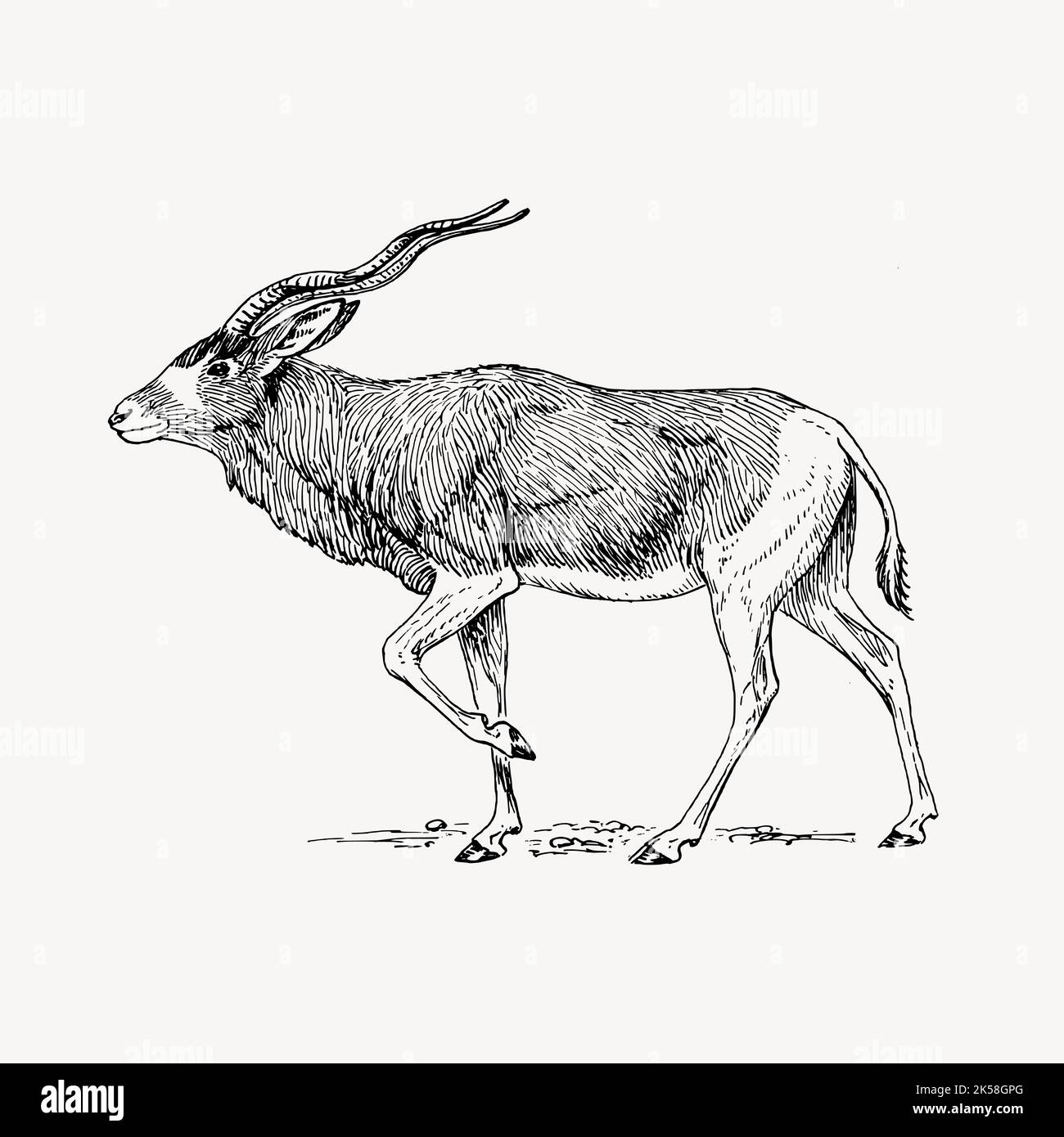 Addax antelope clipart, vintage animal illustration vector Stock Vector ...