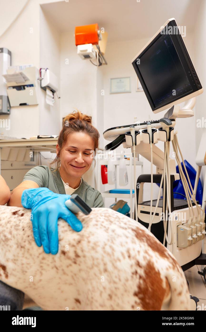 Female doctors from the veterinary team are doing an ultrasound scan of ...