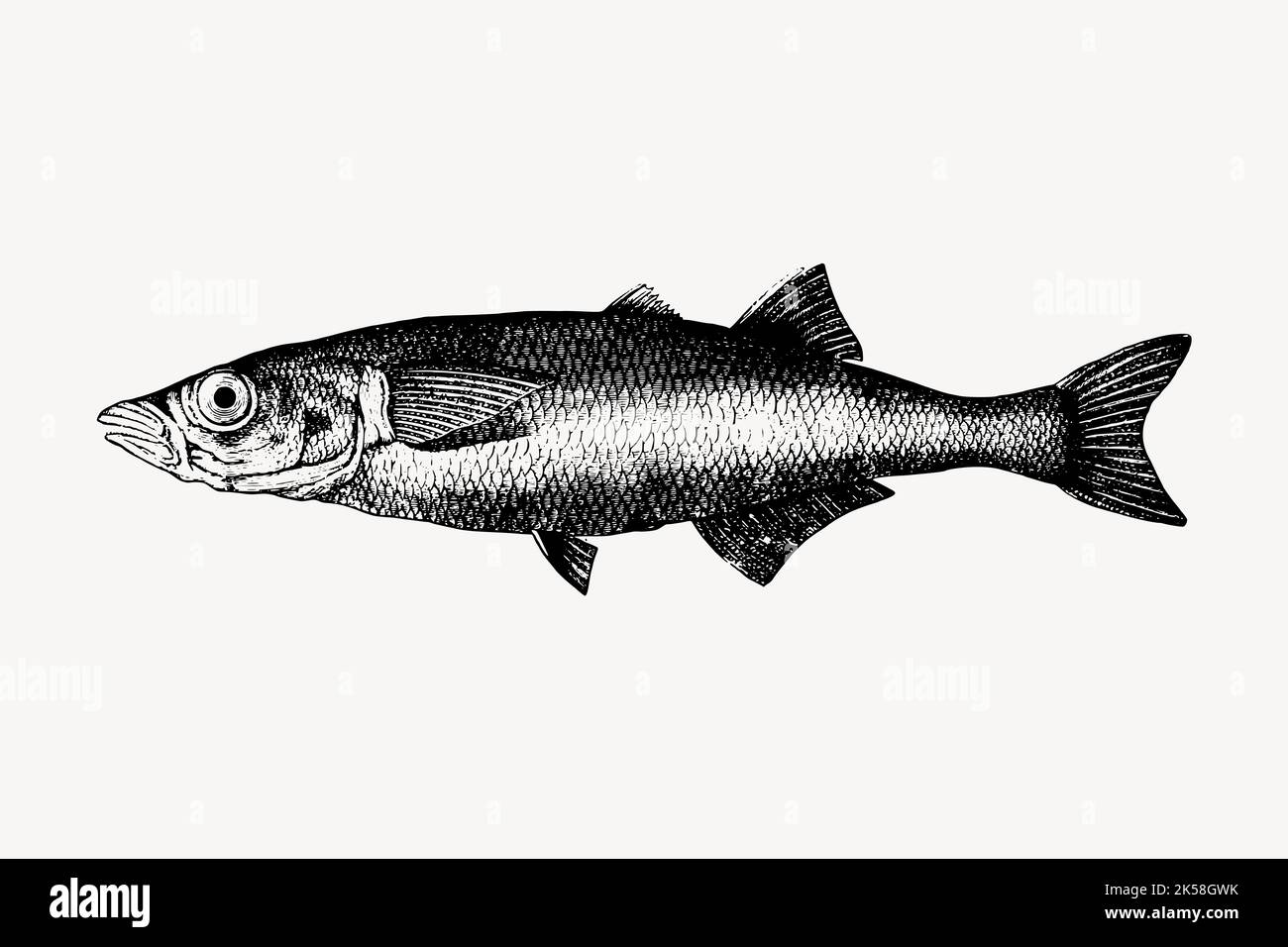 Fish clipart, vintage sea life illustration vector Stock Vector Image ...