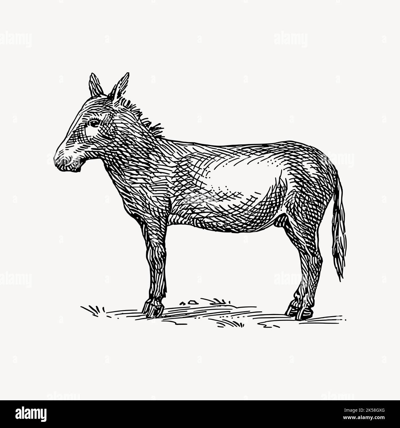 Donkey clipart, vintage farm animal illustration vector Stock Vector ...