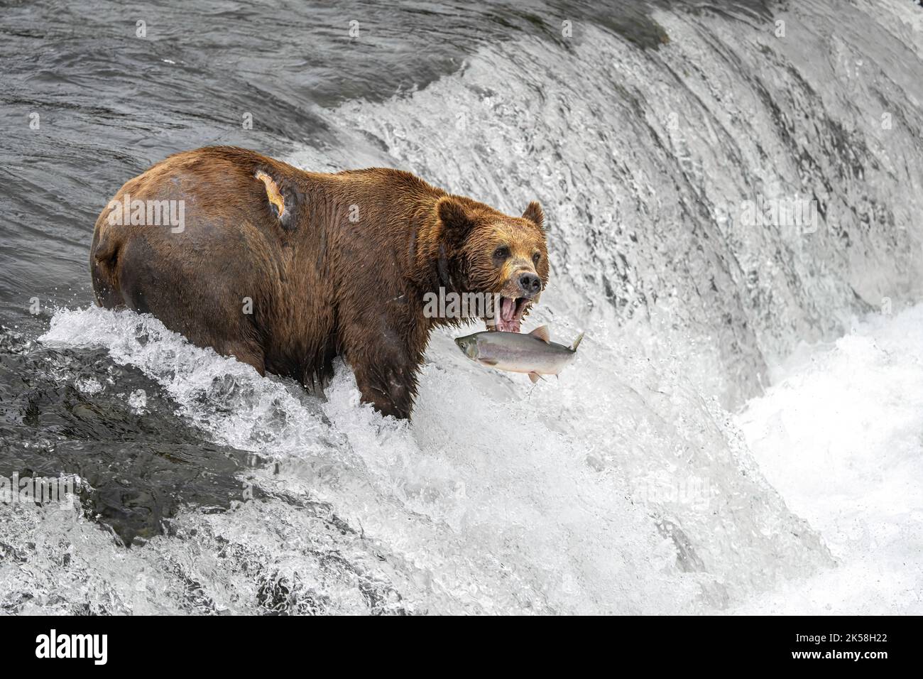 Brown bear at Brooks Falls Stock Photo - Alamy