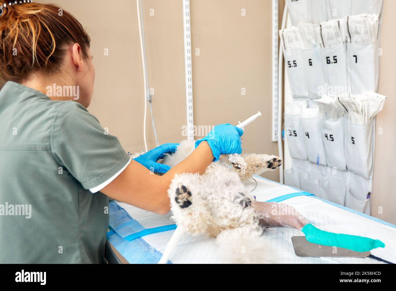 Doctor giving injection to dog hi-res stock photography and images - Alamy