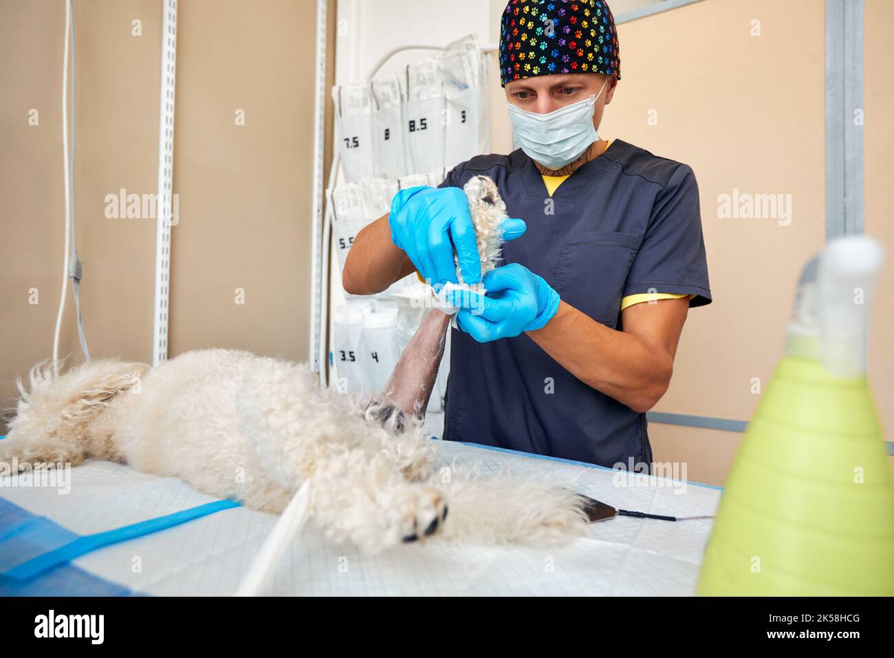 Veterinarian shaving a dog before treatment. doctor at the animal ...