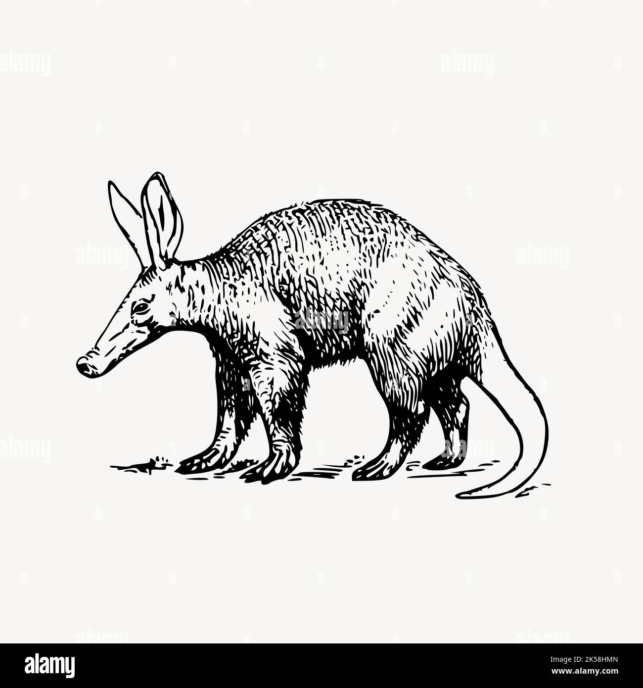 Aardvark Clipart