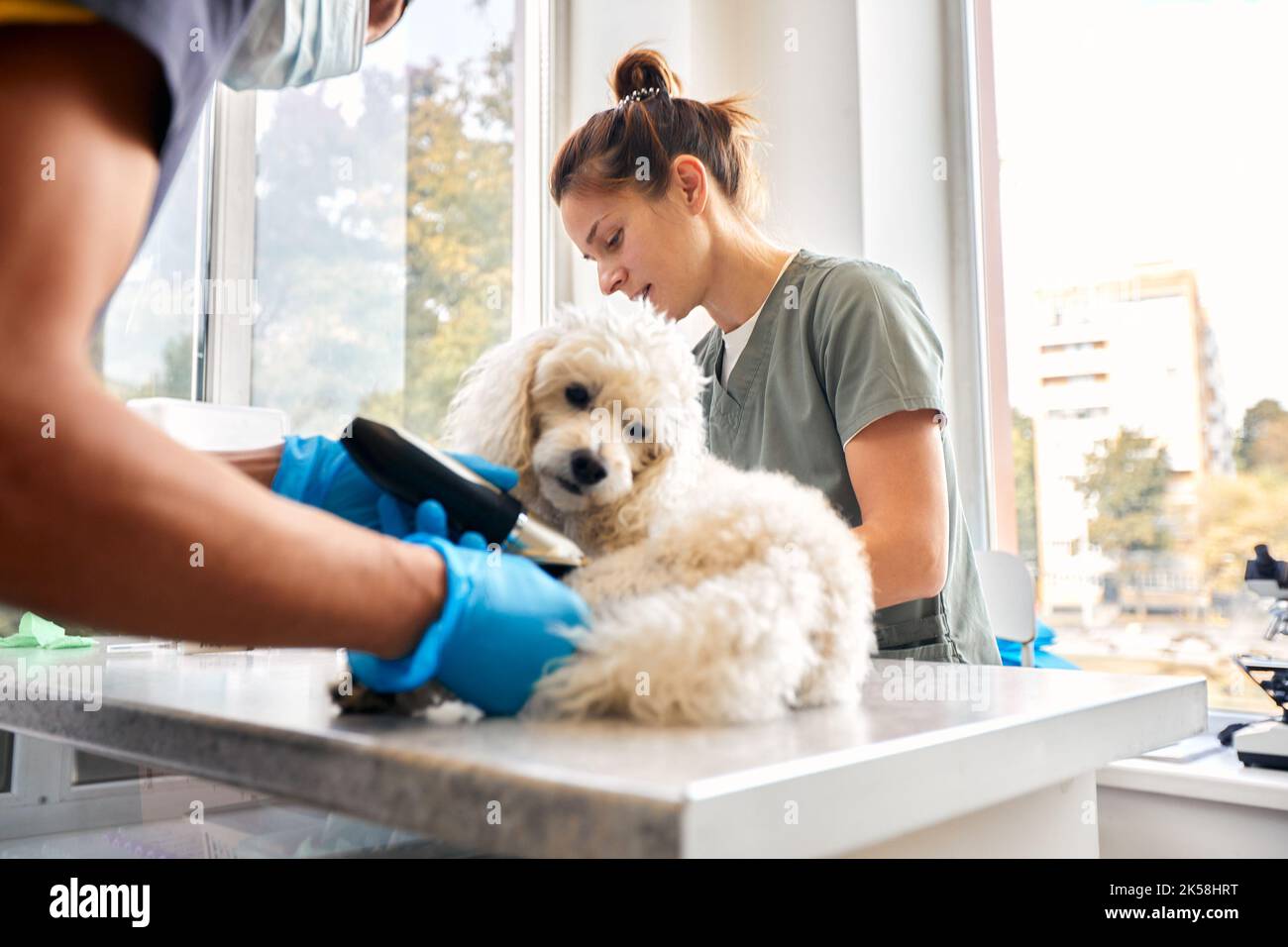 Veterinarian preparing operation hi-res stock photography and images ...