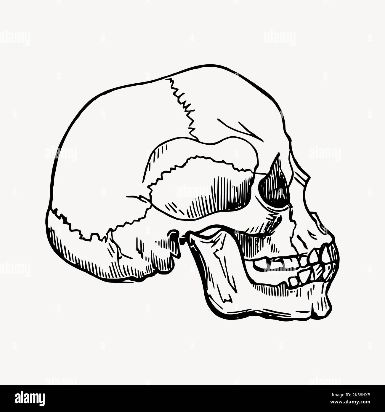 Human Skull Clip Art