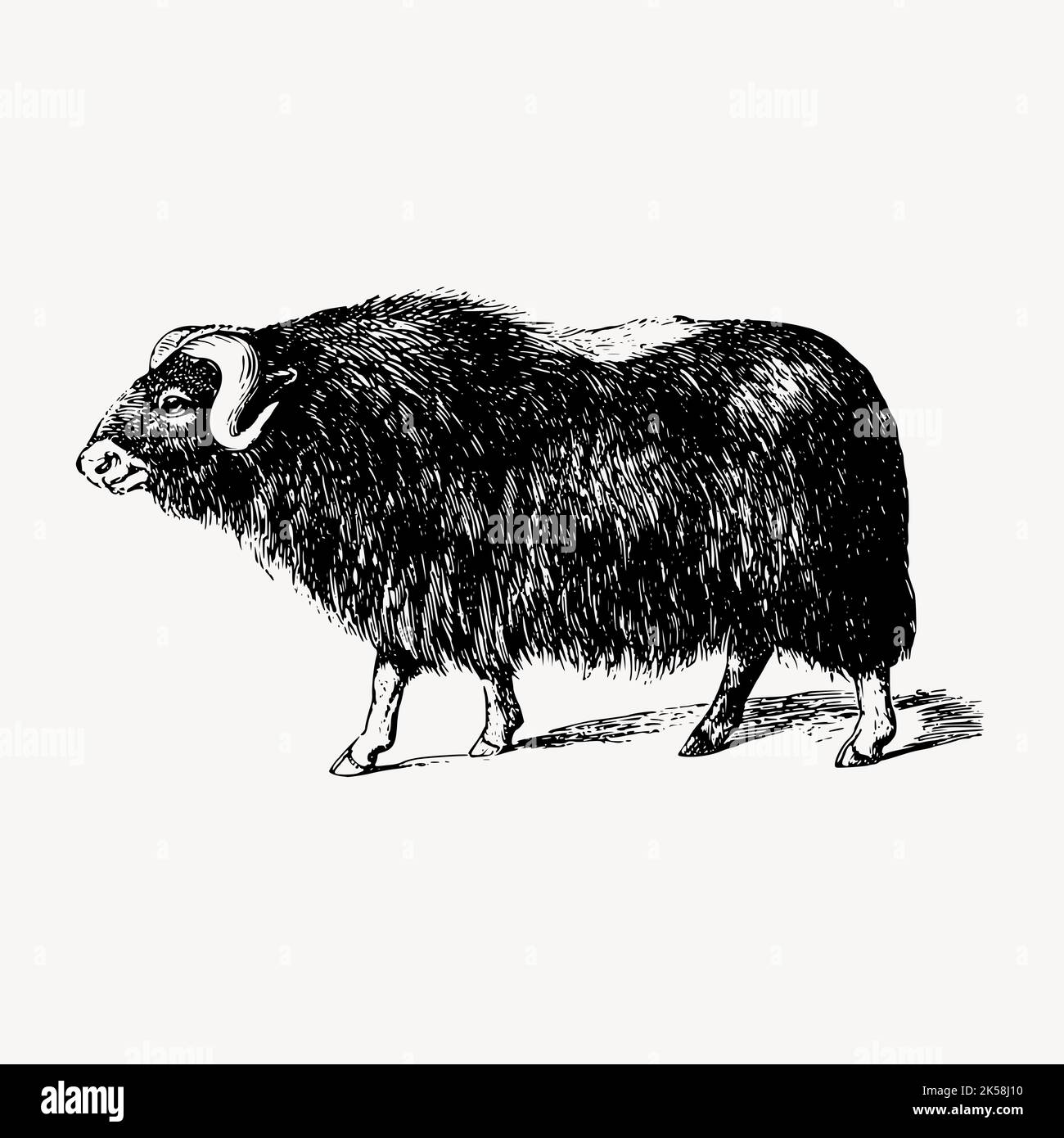 Musk ox, bull clipart, vintage animal illustration vector Stock Vector ...