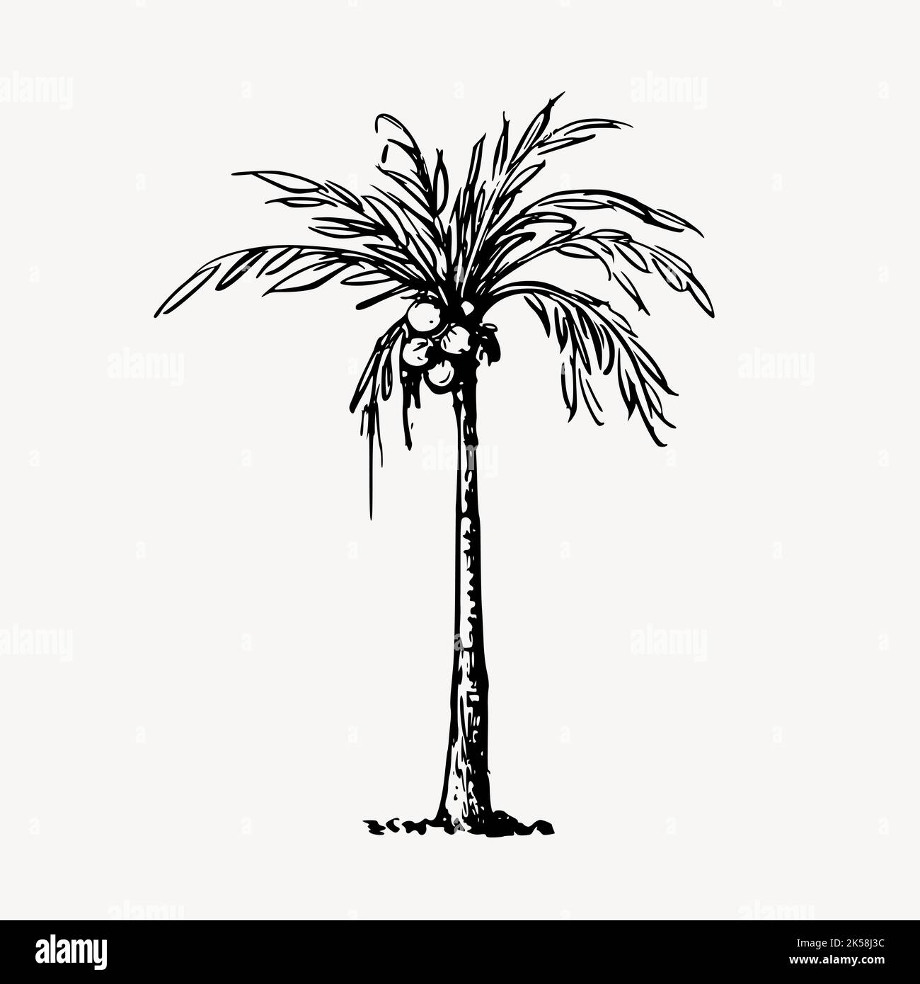 Coconut palm tree clipart, tropical plant illustration vector Stock ...
