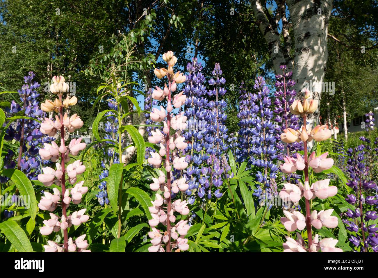 Field blooming lupine flowers lupinus hi-res stock photography and images - Alamy