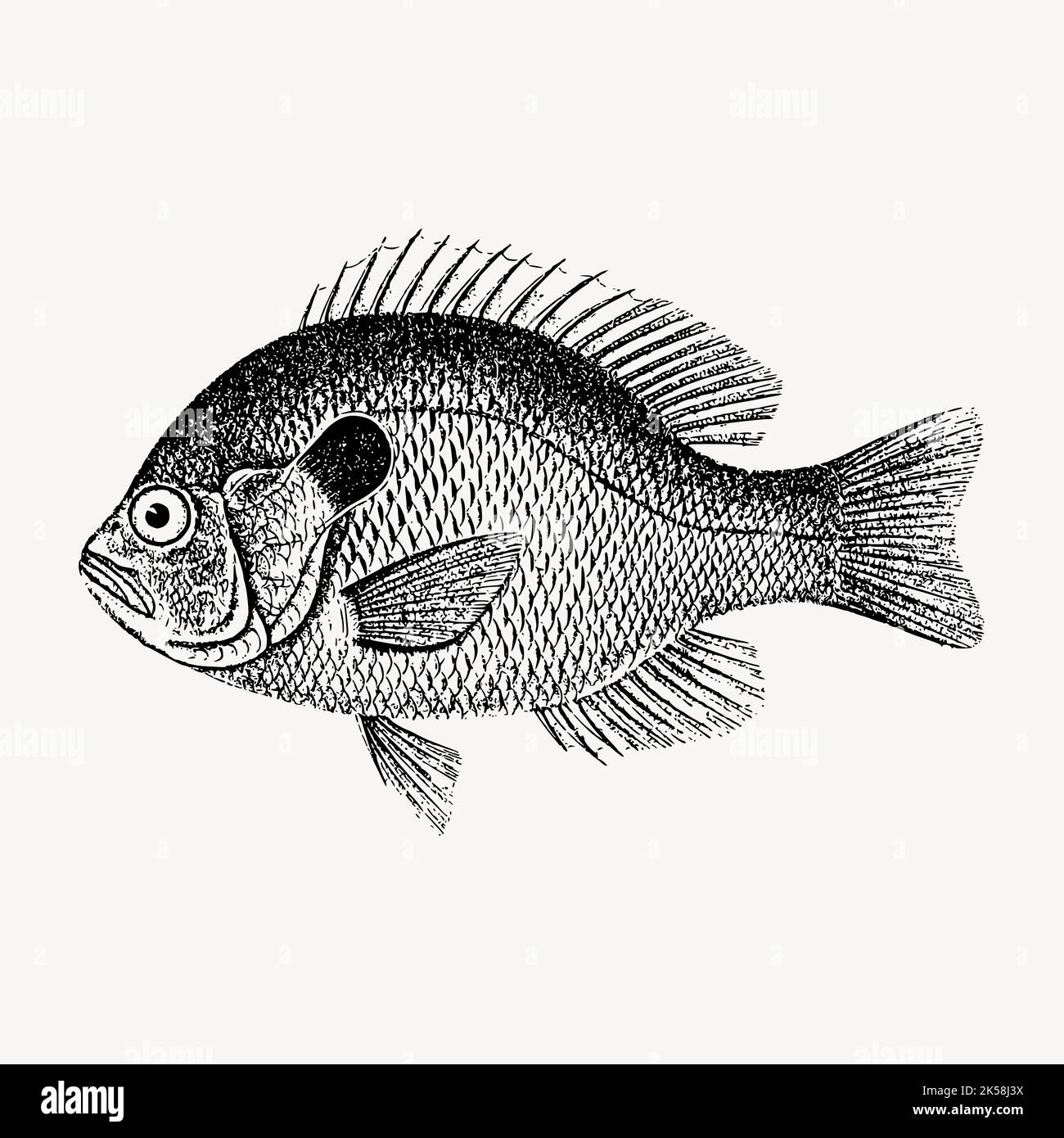 Fish clipart, vintage sea life illustration vector Stock Vector Image ...