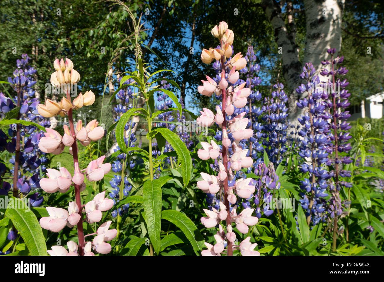 Field blooming lupine flowers lupinus hi-res stock photography and images - Alamy