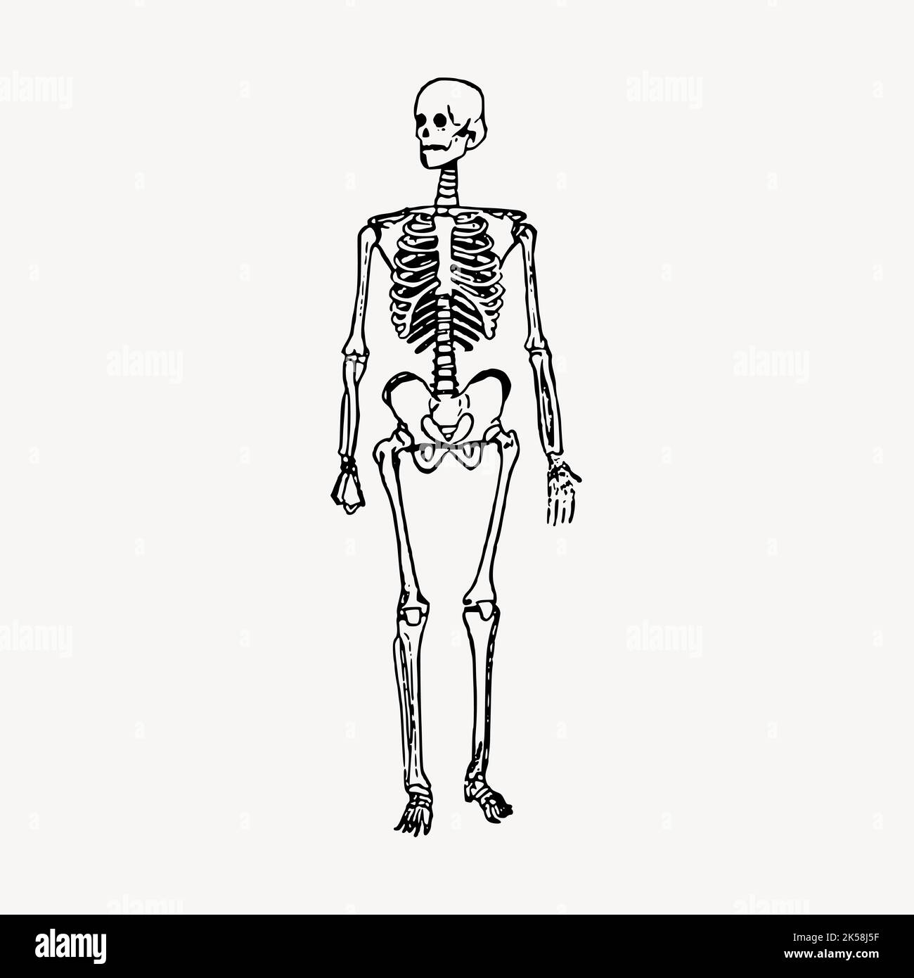 Skeleton clipart, vintage Halloween illustration vector Stock Vector ...