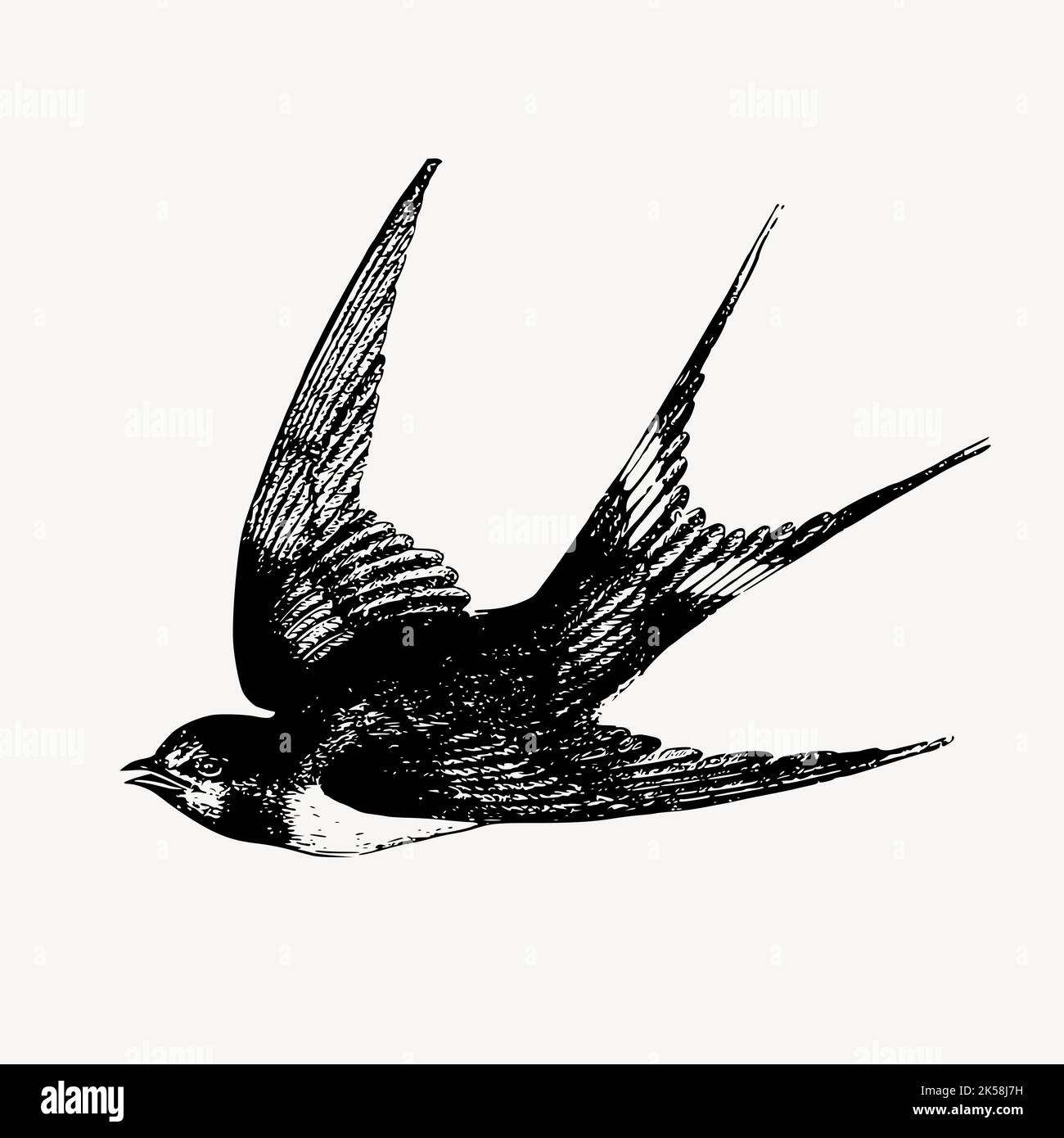 Swallow bird clipart, vintage animal illustration vector Stock Vector ...