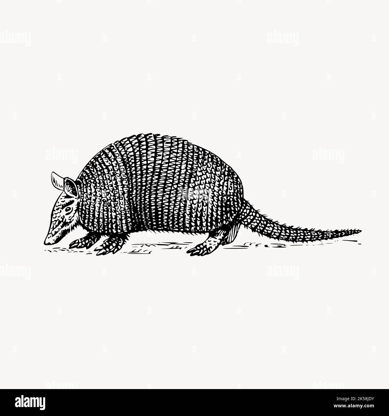 Armadillo Clipart Black And White