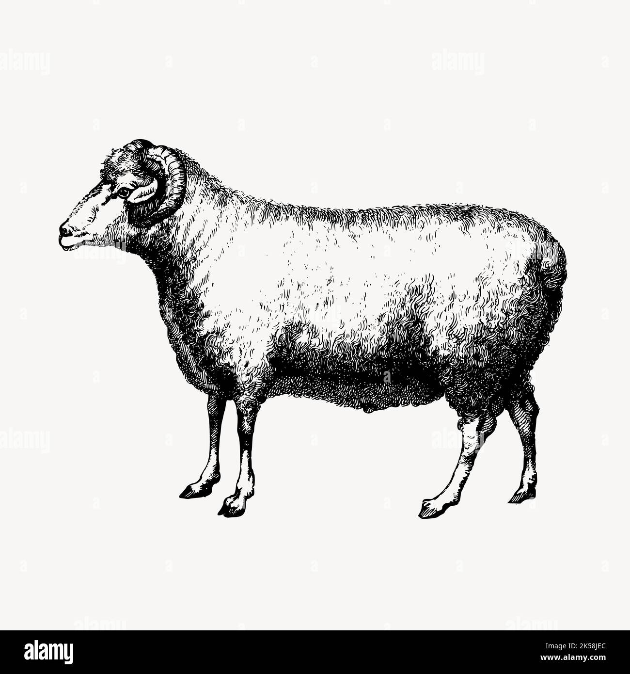 Merino, ram, sheep clipart, farm animal illustration vector Stock ...