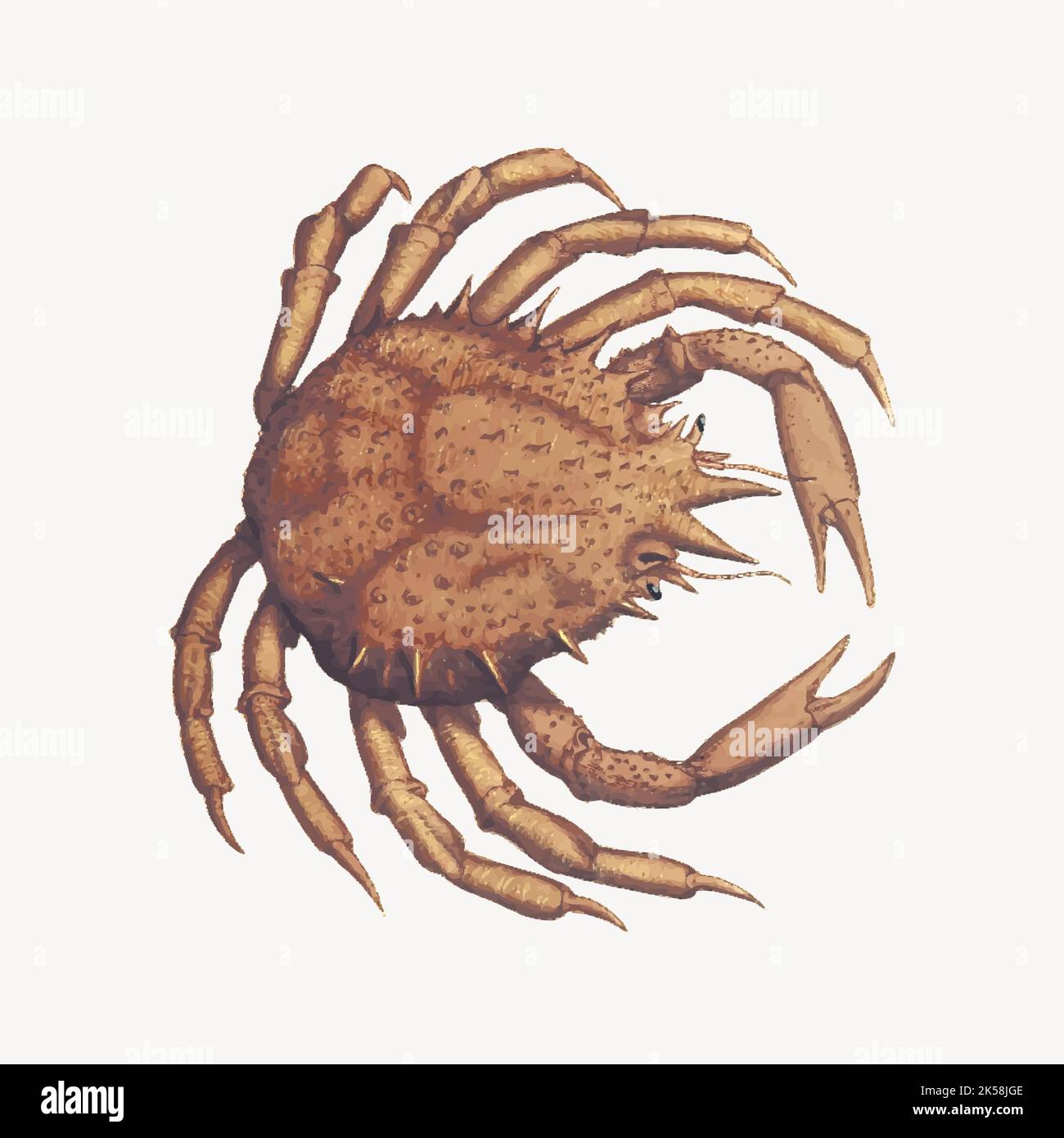 Crab clipart, vintage sea animal illustration vector Stock Vector Image ...