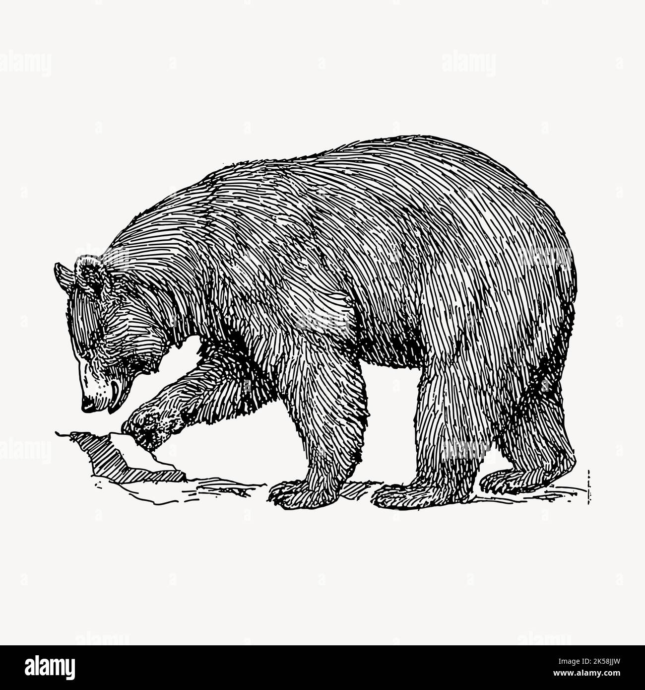 Grizzly bear drawing, vintage animal illustration vector Stock Vector ...