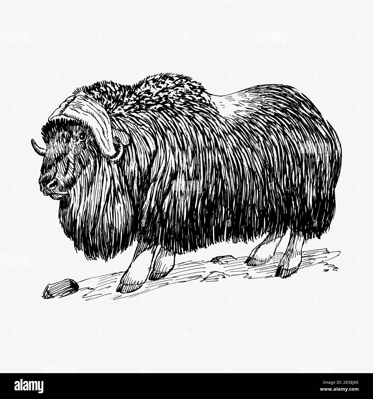 Musk ox drawing, vintage animal illustration vector Stock Vector Image ...