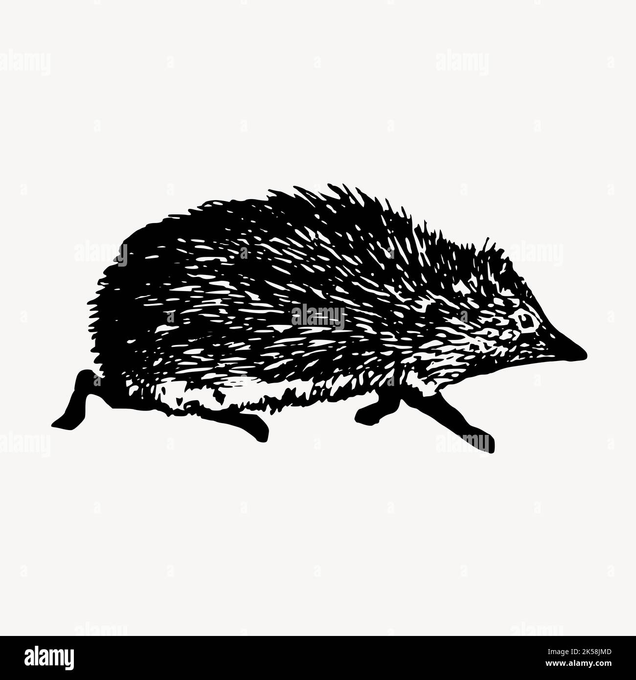 Hedgehog clipart, vintage animal illustration vector Stock Vector Image ...