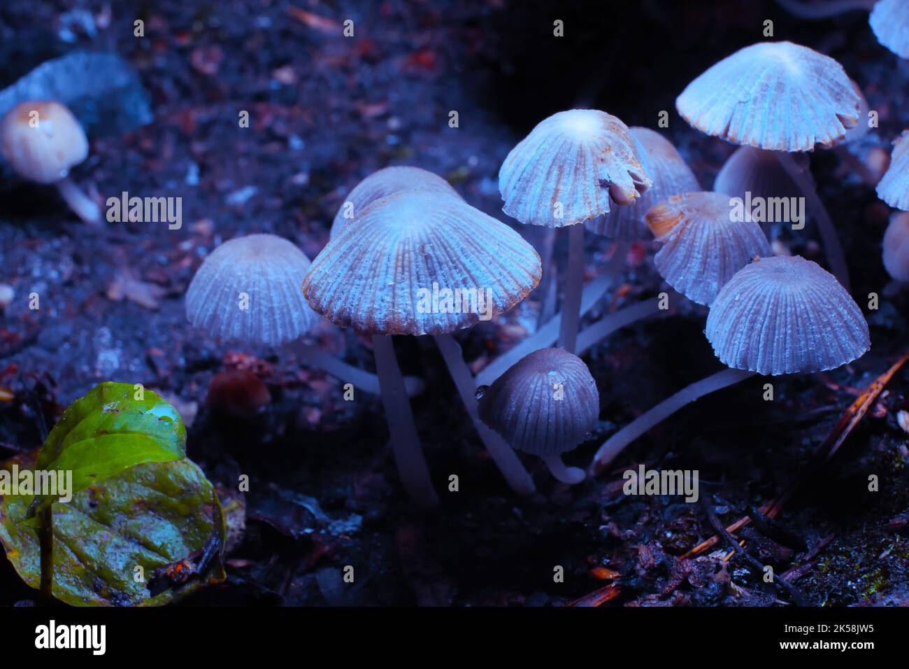 Small mushrooms toadstools. Psilocybin mushrooms under ultraviolet ...