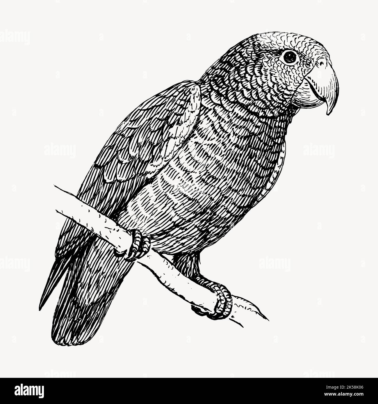 Parrot Drawing Images