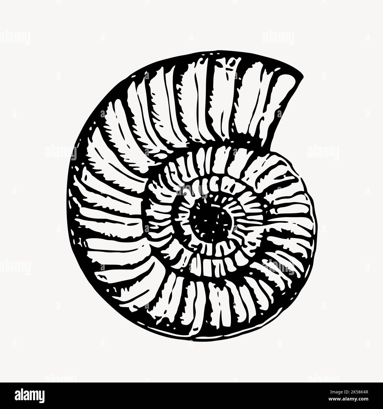 Sea shell clipart, vintage illustration vector Stock Vector Image & Art ...