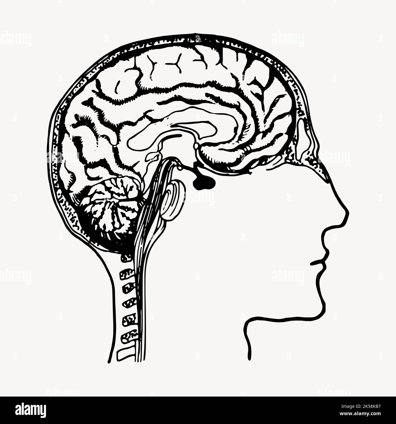 Vintage human anatomy illustration vec hi-res stock photography and ...