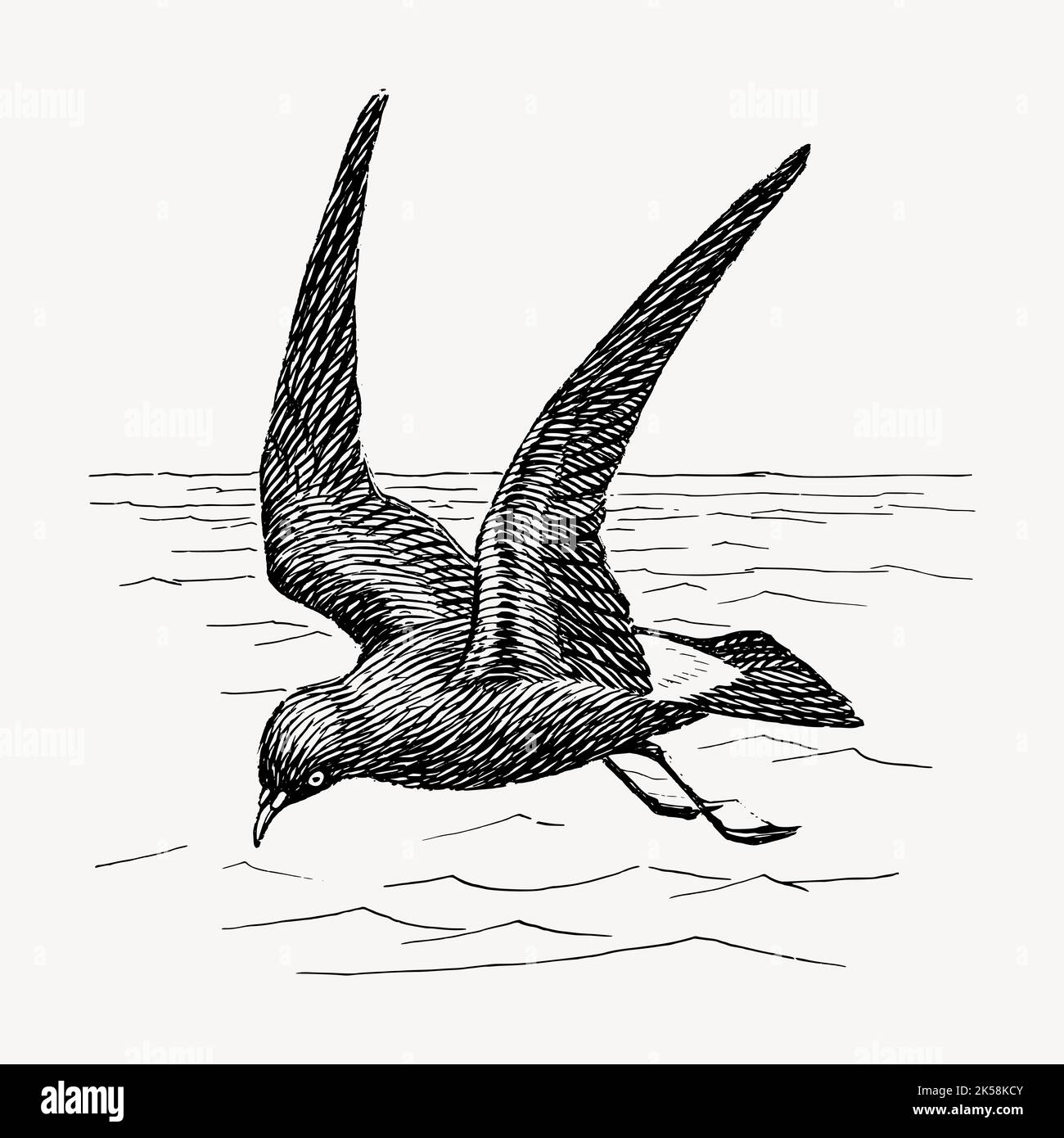 Petrel drawing Stock Vector Images - Alamy