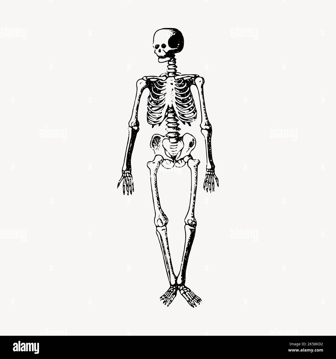Human skeleton drawing, vintage illustration vector Stock Vector Image ...