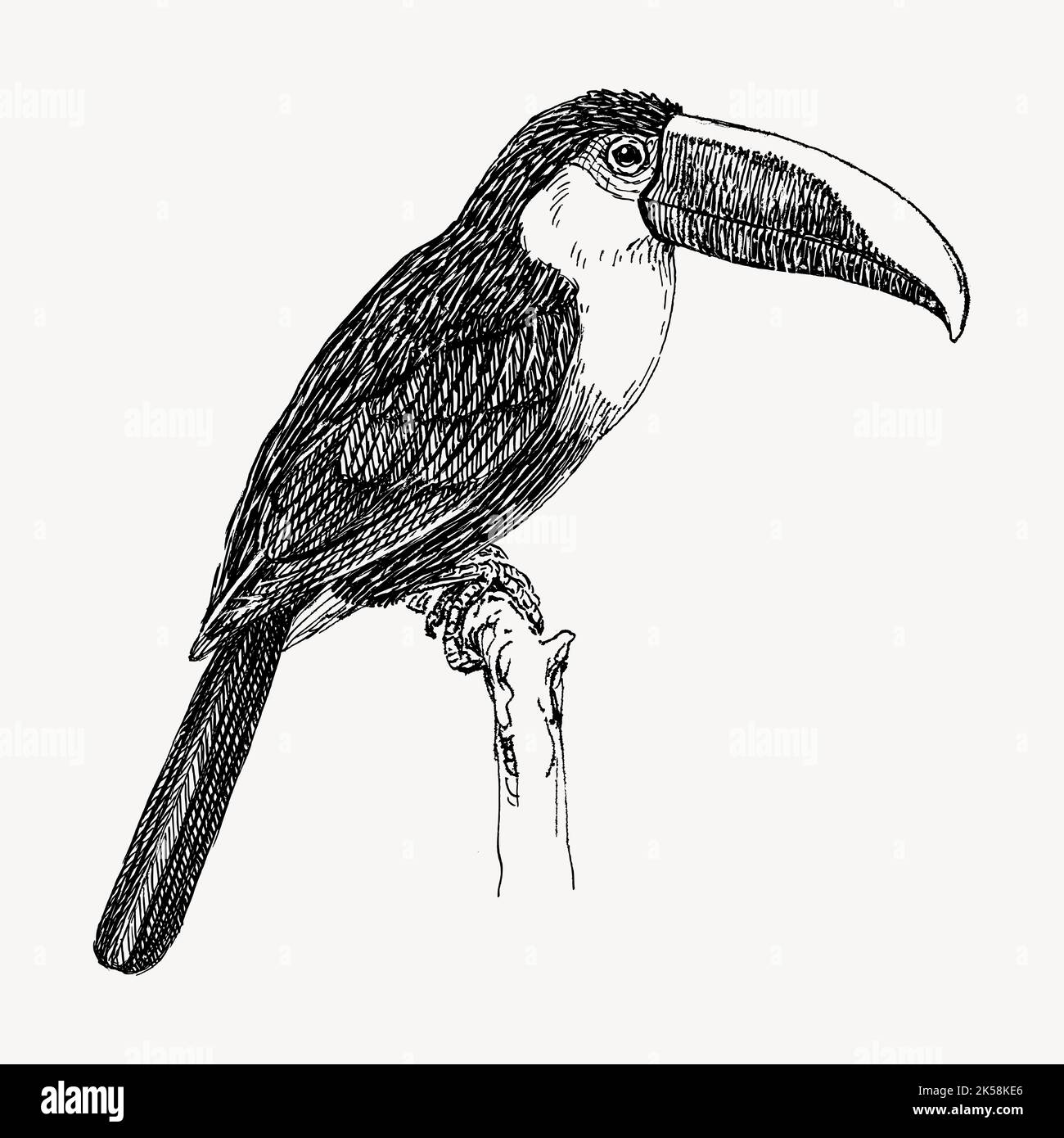 Toco Toucan Line Drawing
