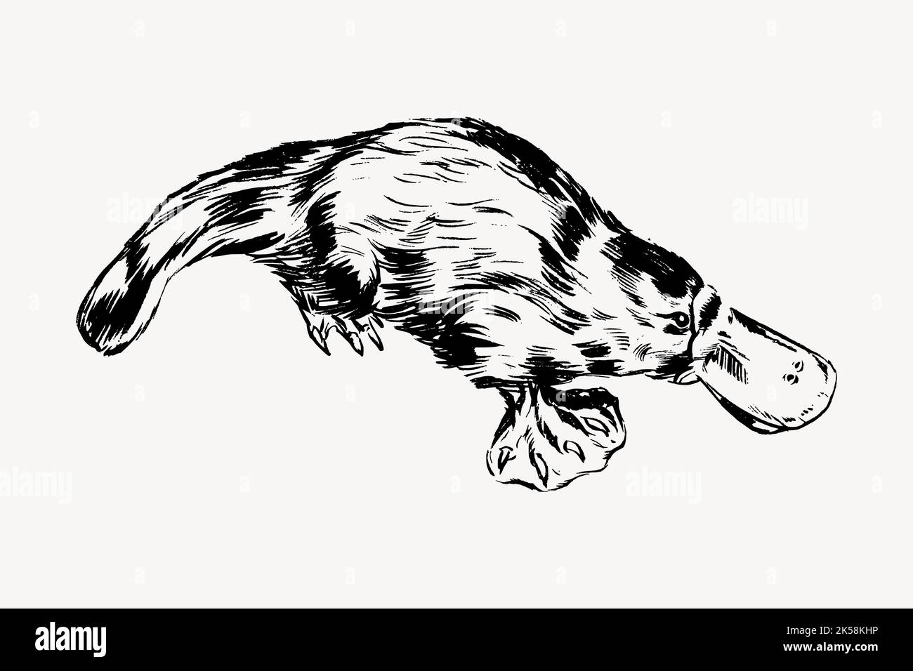 Platypus drawing, vintage wildlife illustration vector Stock Vector ...