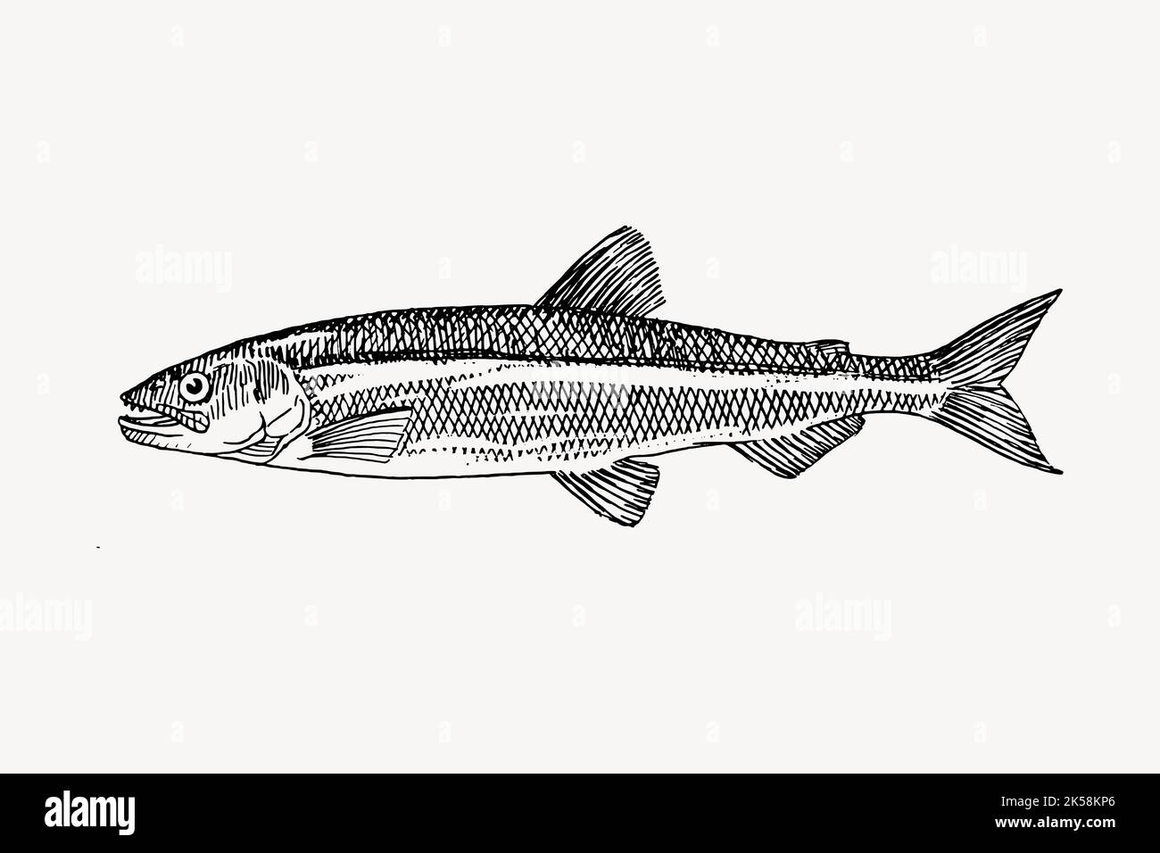 Smelt fish drawing, sea animal illustration vector Stock Vector Image ...