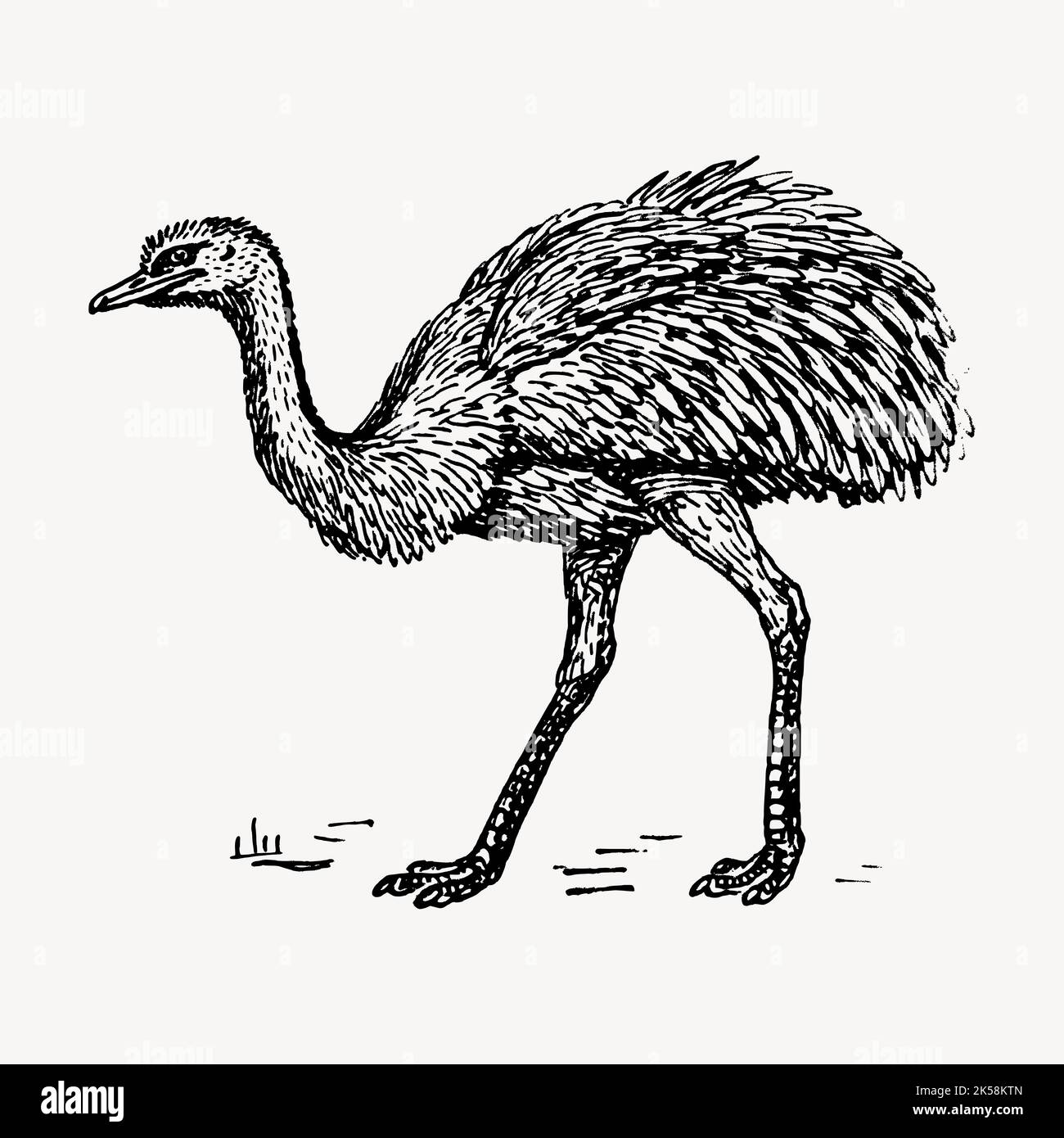Rhea bird drawing, vintage animal illustration vector Stock Vector ...
