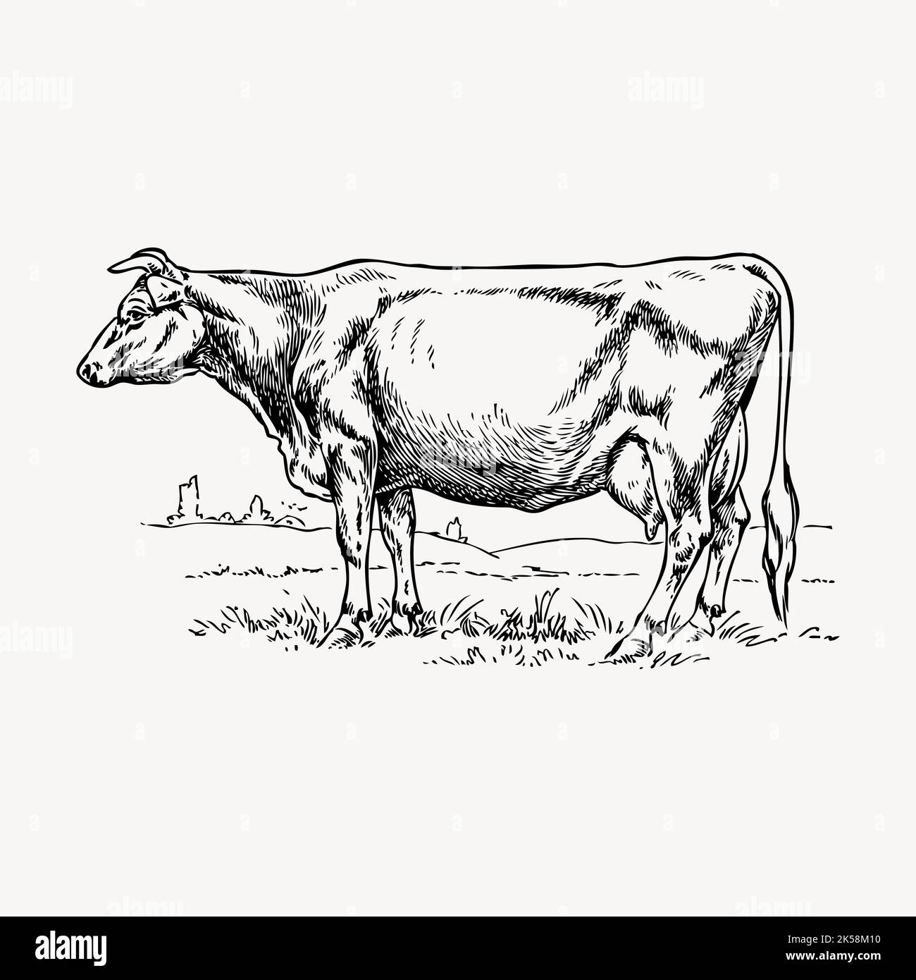 Cow drawing, vintage farm animal illustration vector Stock Vector Image ...