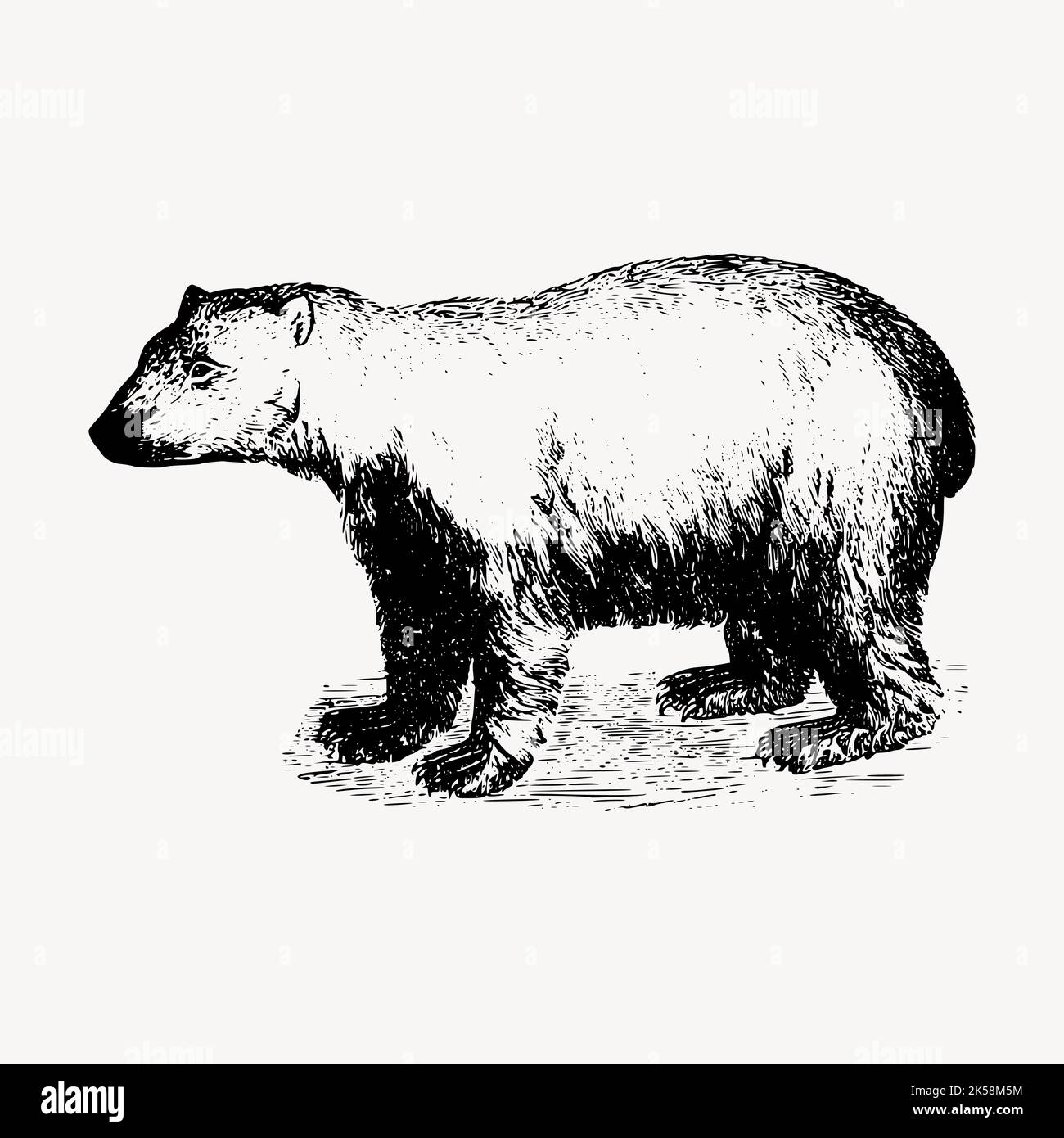 Polar bear drawing, vintage animal illustration vector Stock Vector ...